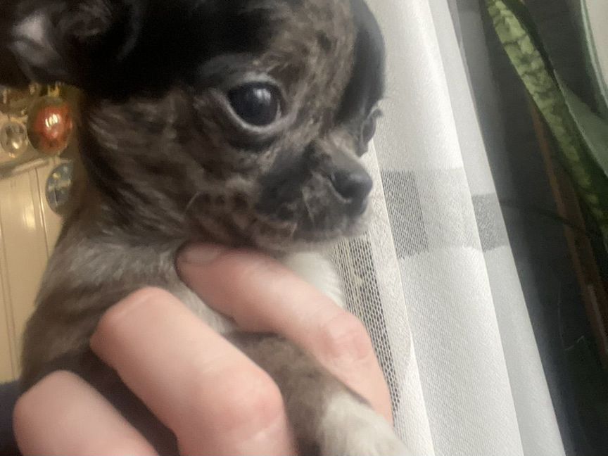 Щенки чихуахуа мини с документами