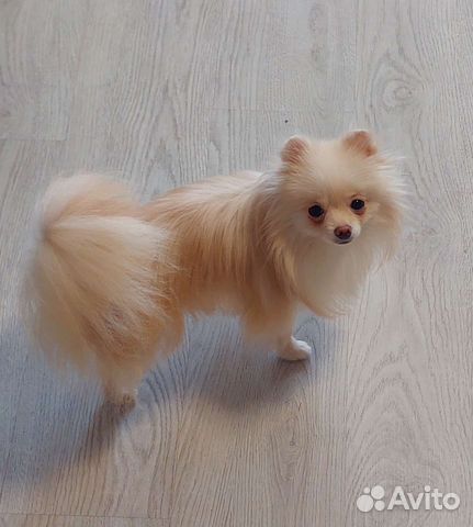 Шпиц молоденькая девочка