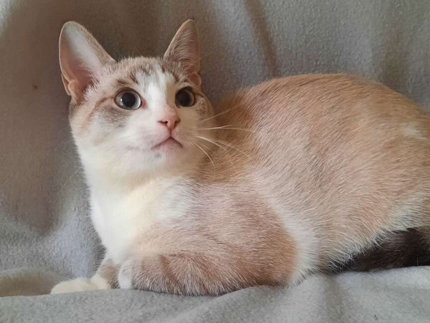 Кошка Петрушка