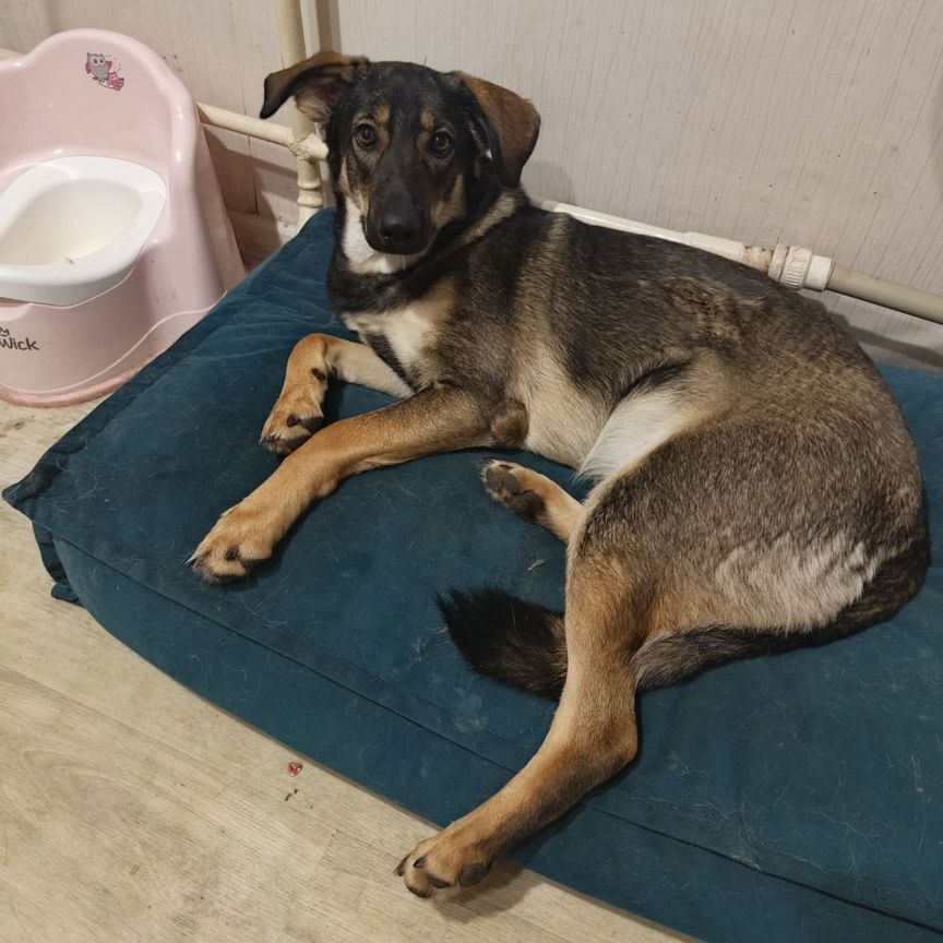 Марта сторожевая ищет дом