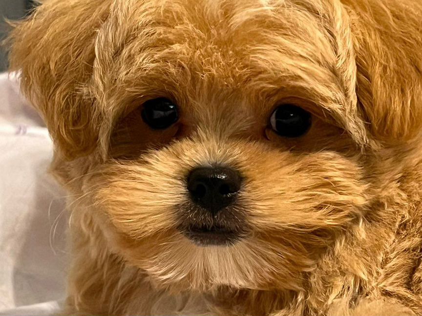 Мальтипу f1 mini micro Малыши