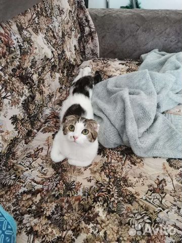 Кошечка ищет котика