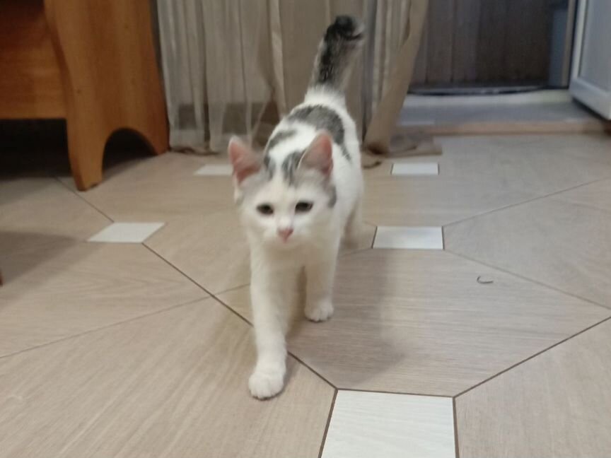 Котеночек ищет дом,здоров
