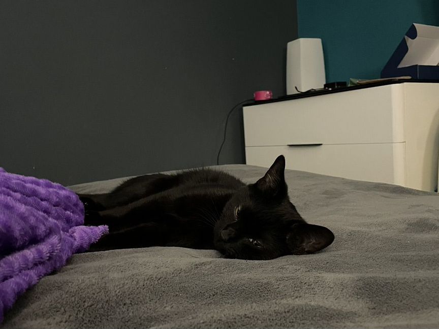 Кошечка Ненси ищет котика на вязку