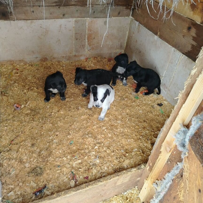 Куцхар помес