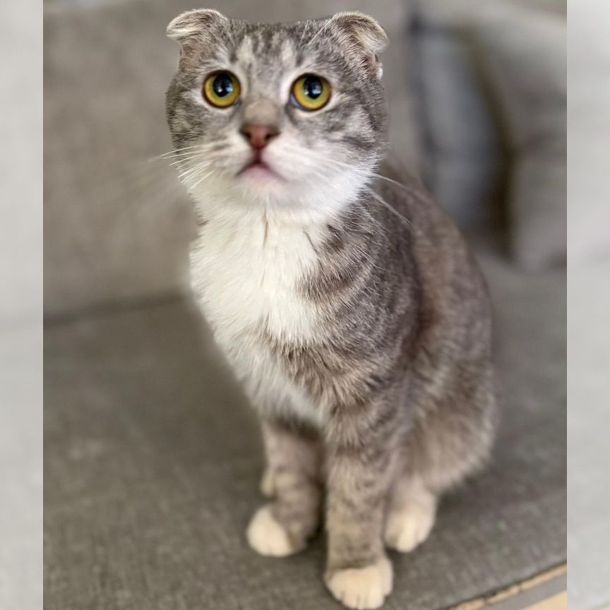 Шотландский вислоухий длинношёрстный котёнок