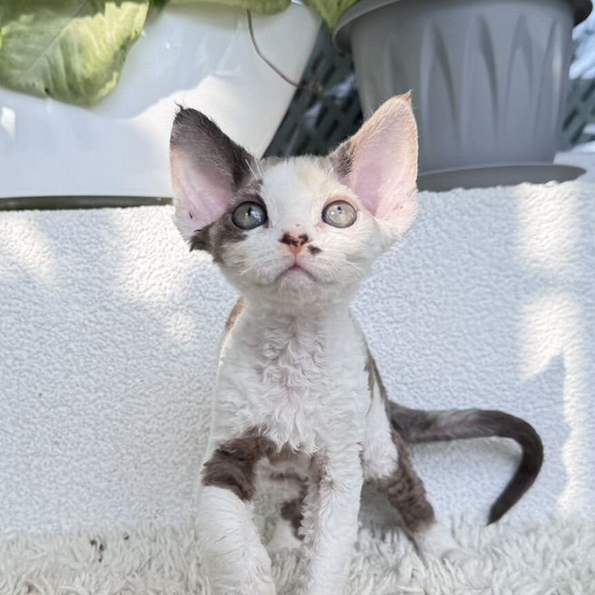 Кошечка девон рекс