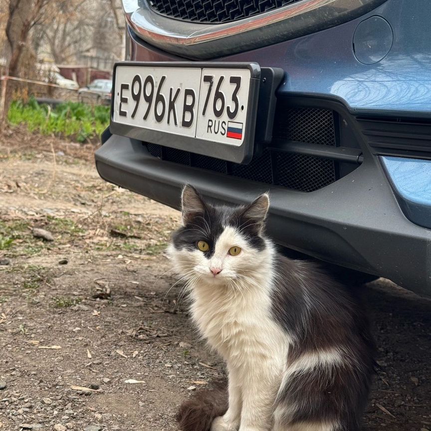Котенок Кнопка