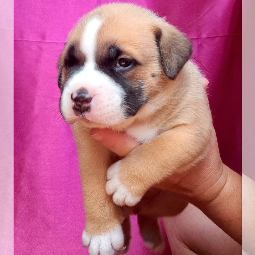 Американский булли мальчик рассрочка