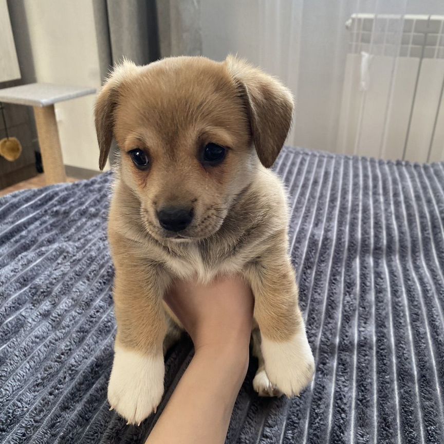 Продам щенка Корги