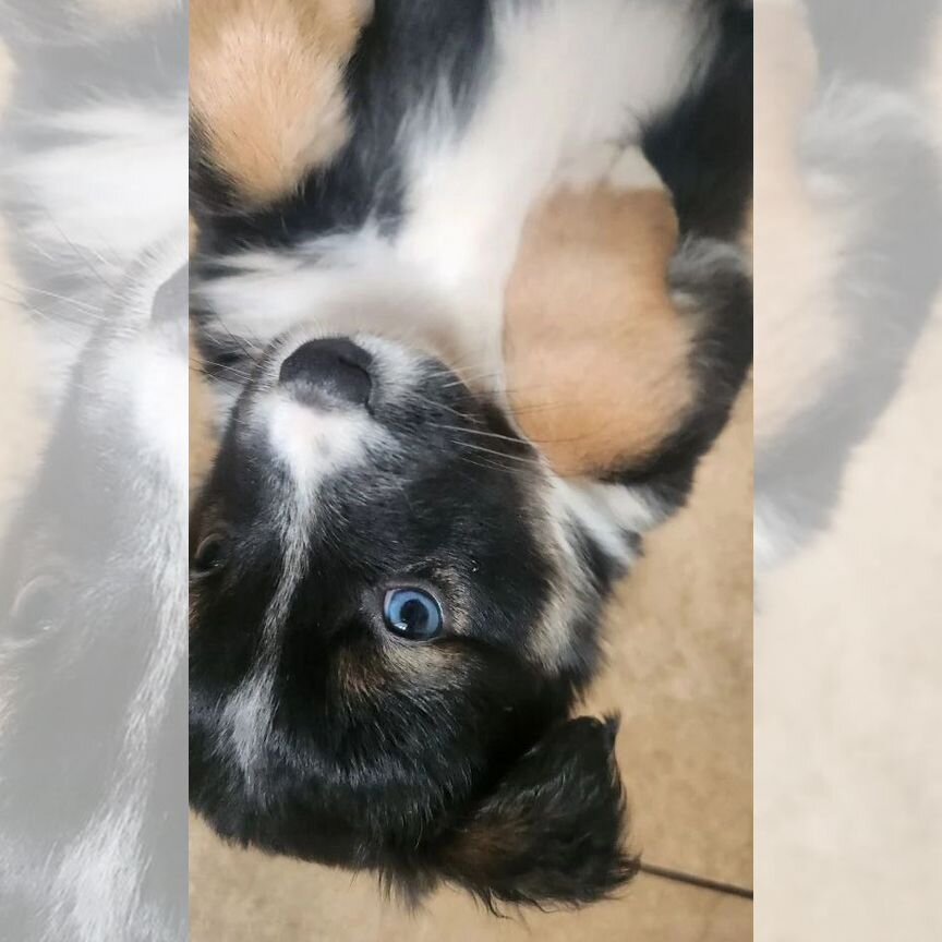 Щенок в добрые руки