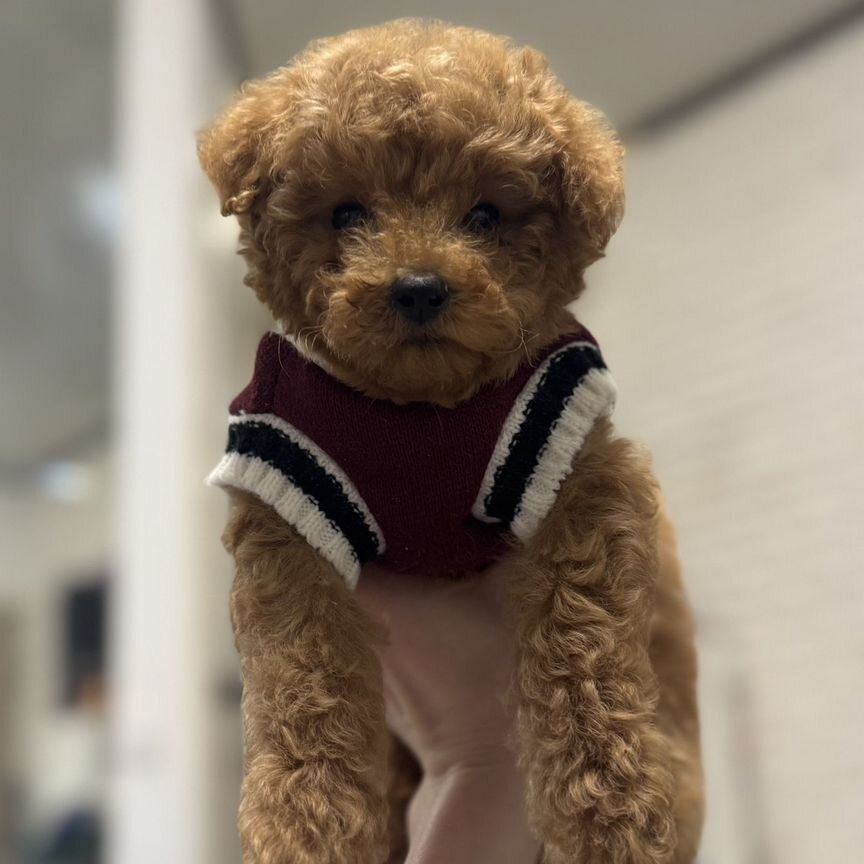 Той-пудель, щенок