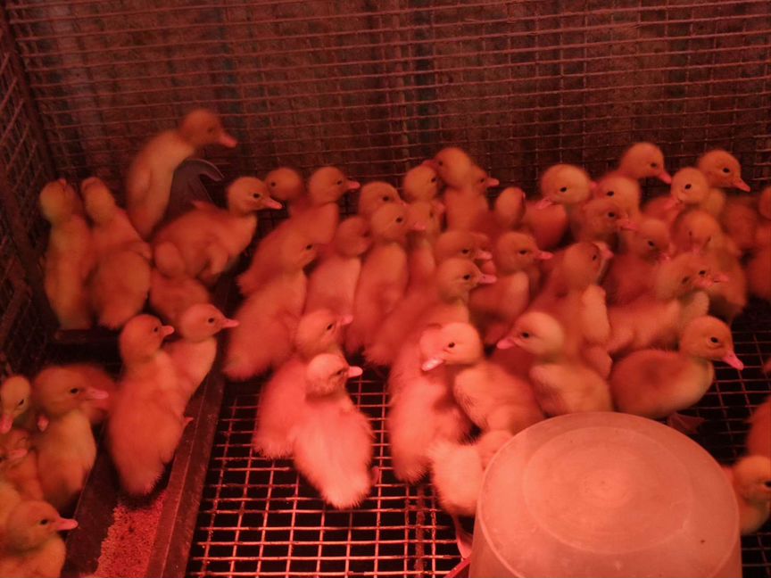 Утята Агидель