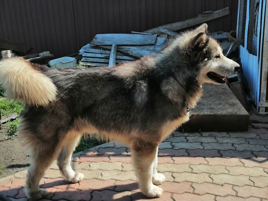 Аляскинский маламут 1,5 года