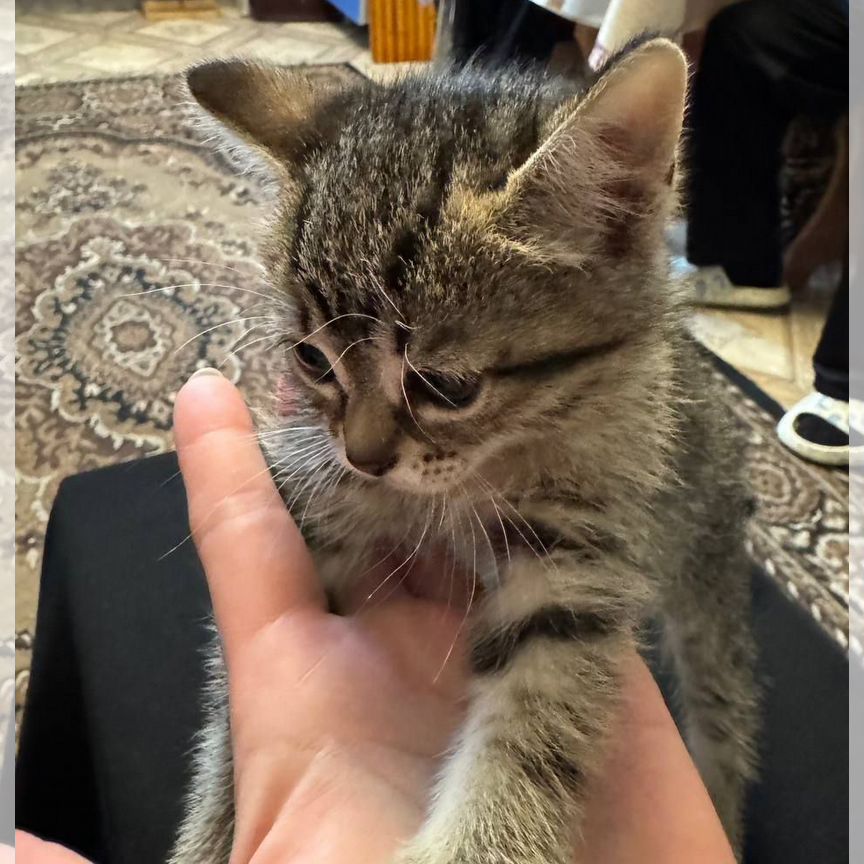 Котёнок в добрые руки