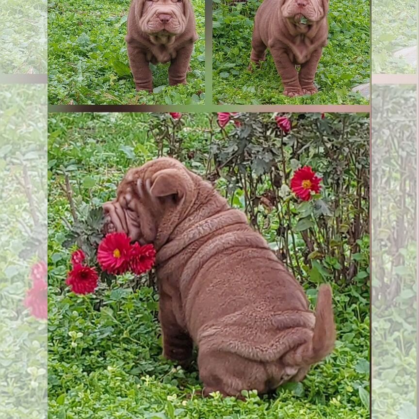 Шарпей, щенок