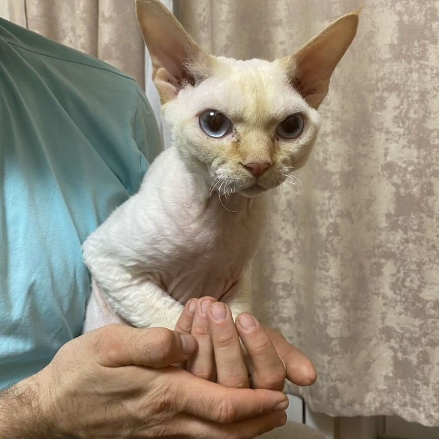 Девон-рекс, вязка