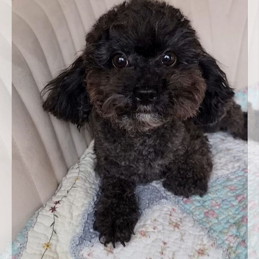 Девочка мальтипу черношоколадного окраса