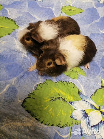 Морская свинка