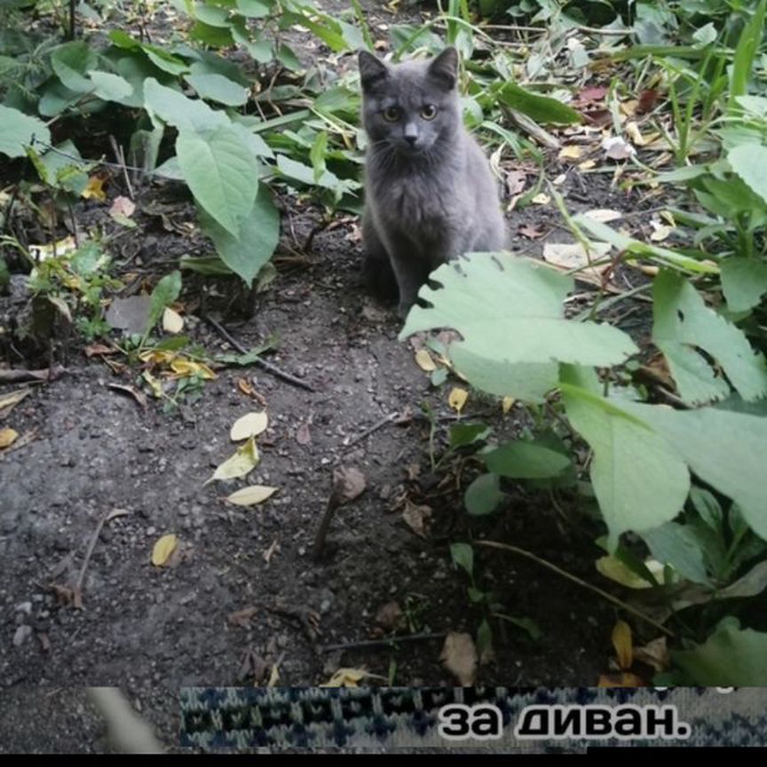 Дымчатый котенок 4 месяца