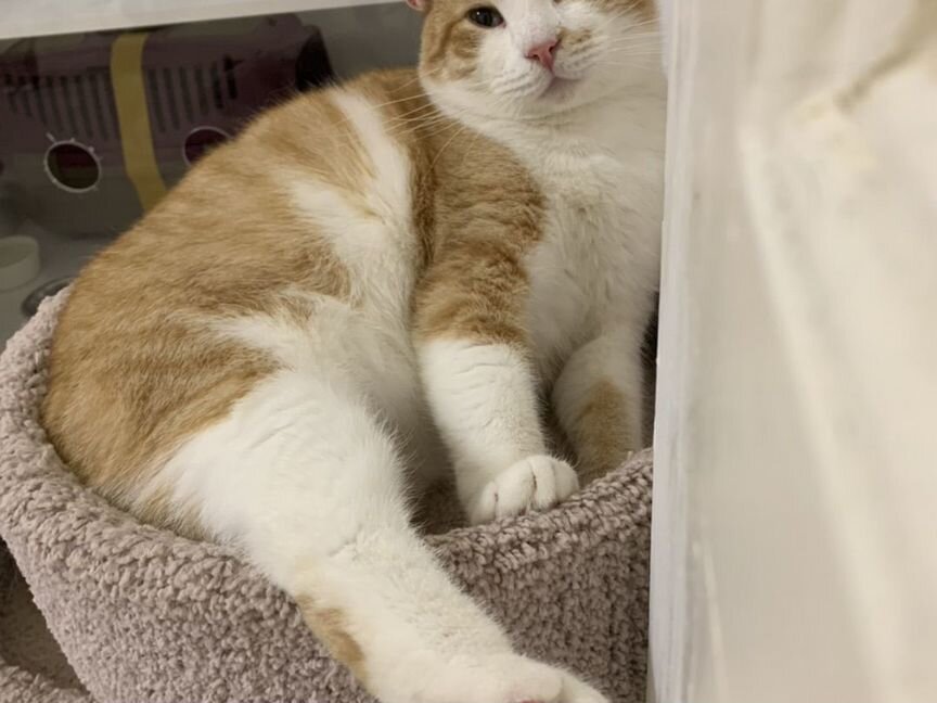 Котик кот Сеня