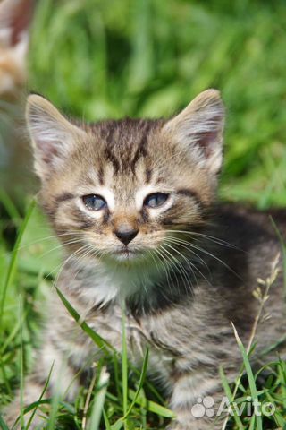 Котик-полосатик