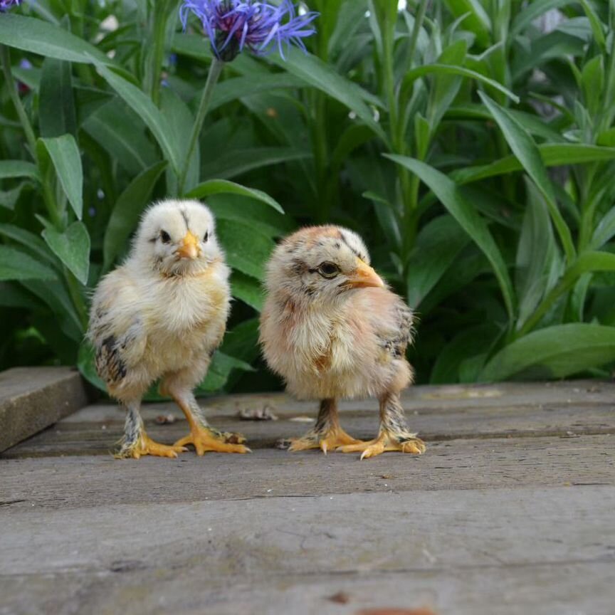 Цыплята Брама Микс