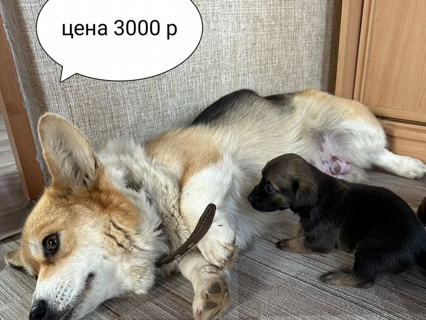 Весёлые коржики/метисы