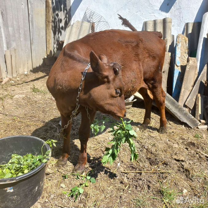 Корова телка