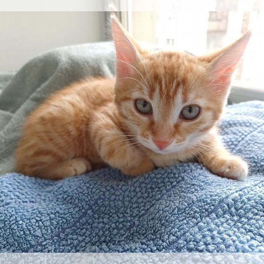 Котёнок в добрые руки