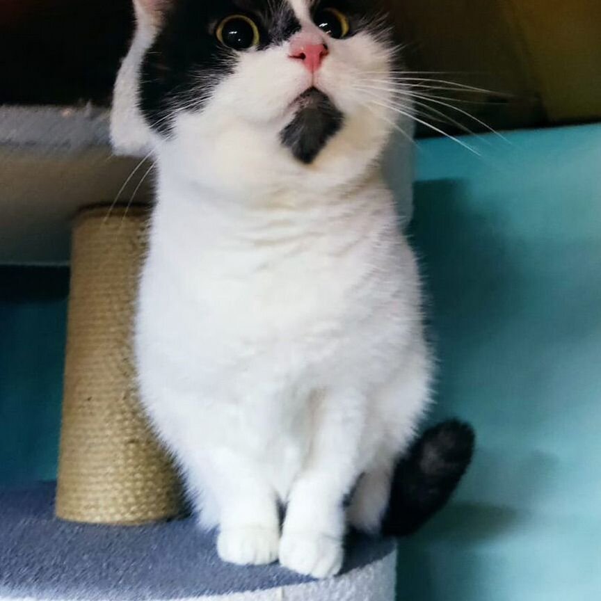 Кошка Мышка ищет дом