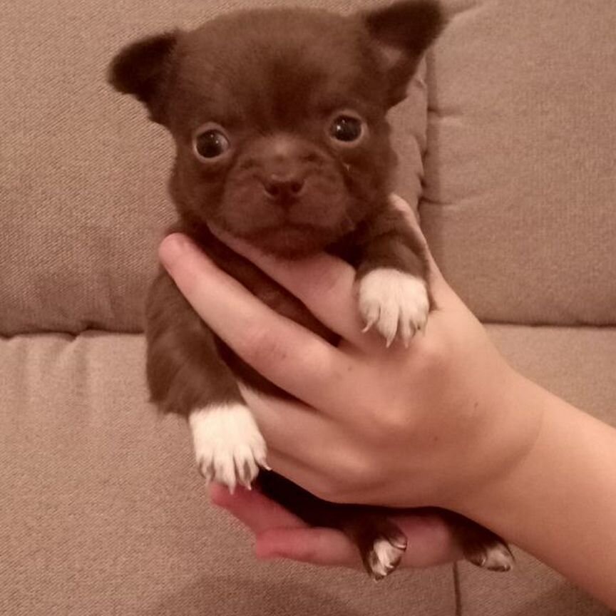 Чихуахуа, щенок