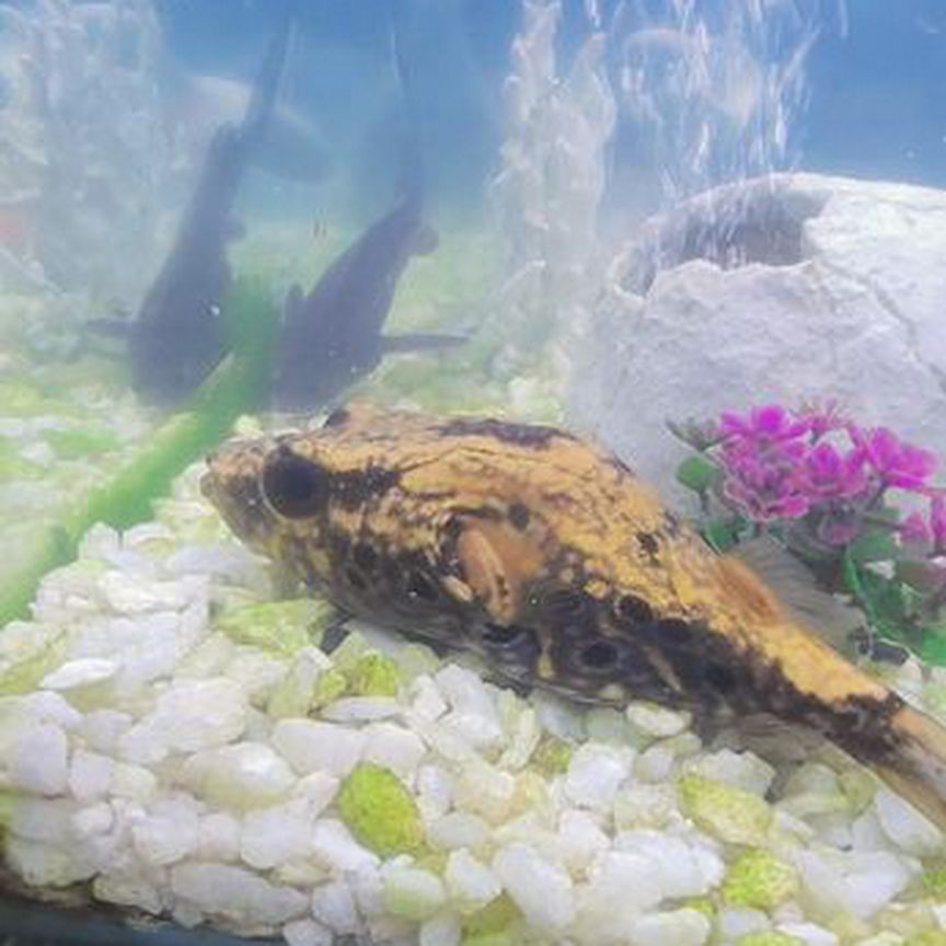 Аквариумные рыбки