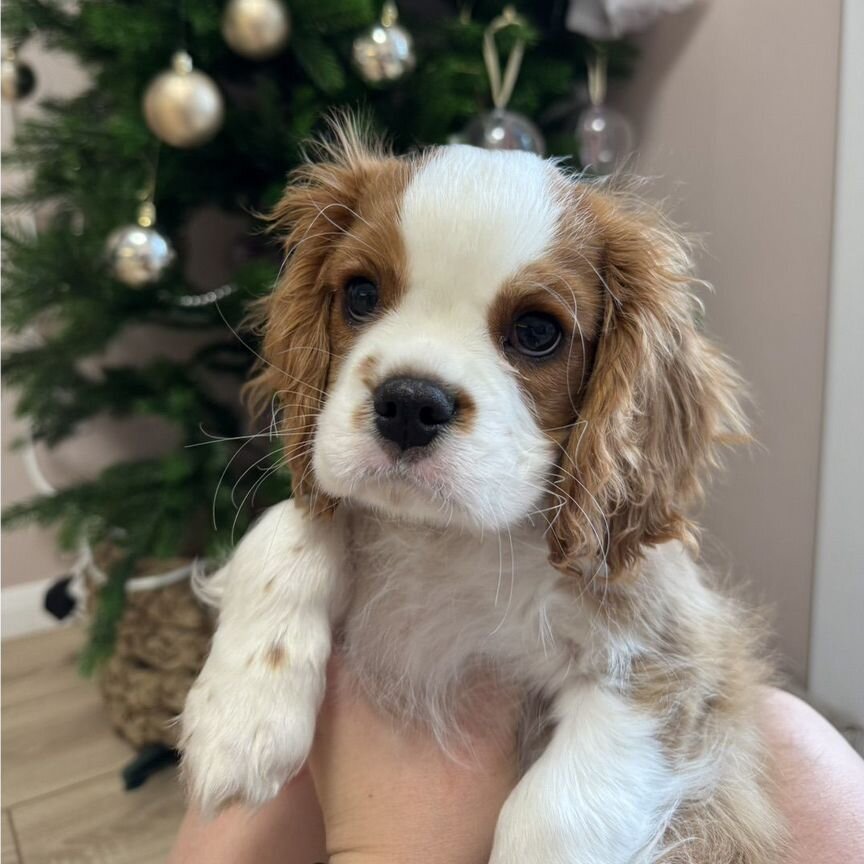 Кавалер кинг-чарльз-спаниель, щенок