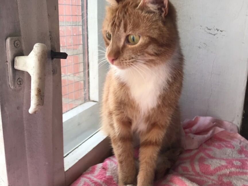 Возьмите котика с приюта