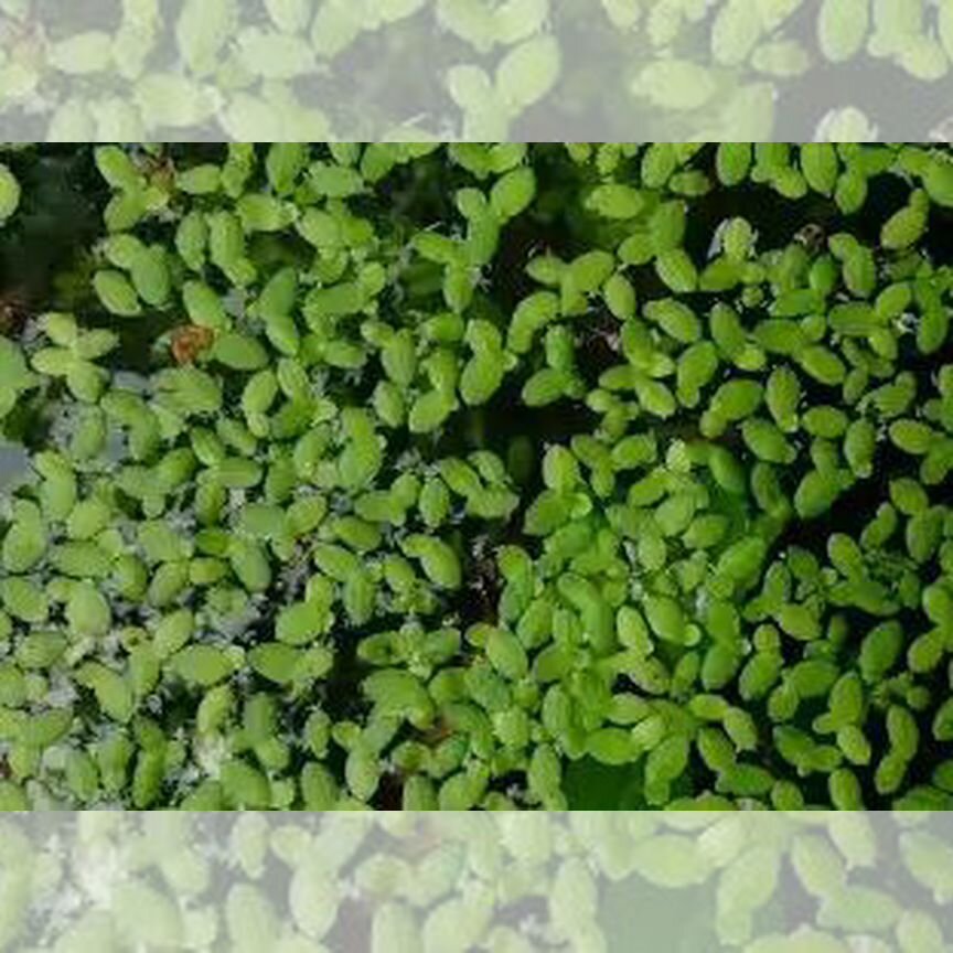 Аквариумные растения прополка