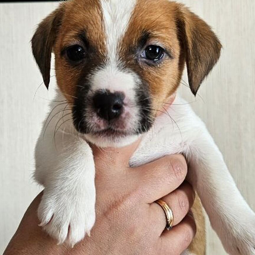 Джек-рассел-терьер, щенок