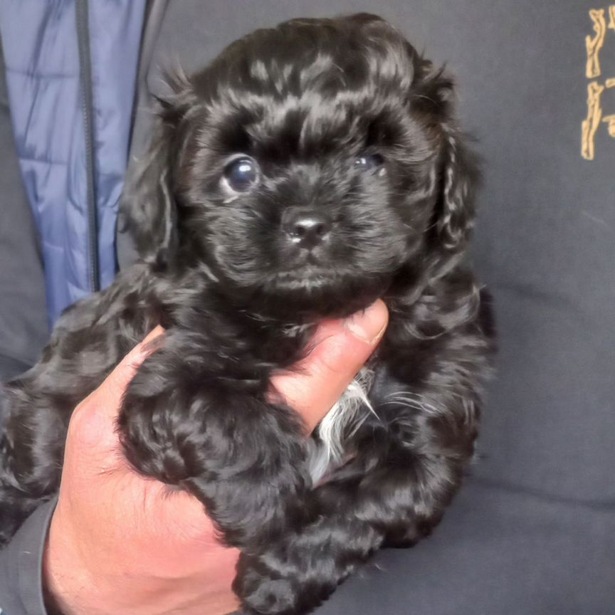 Мальтипу, щенок