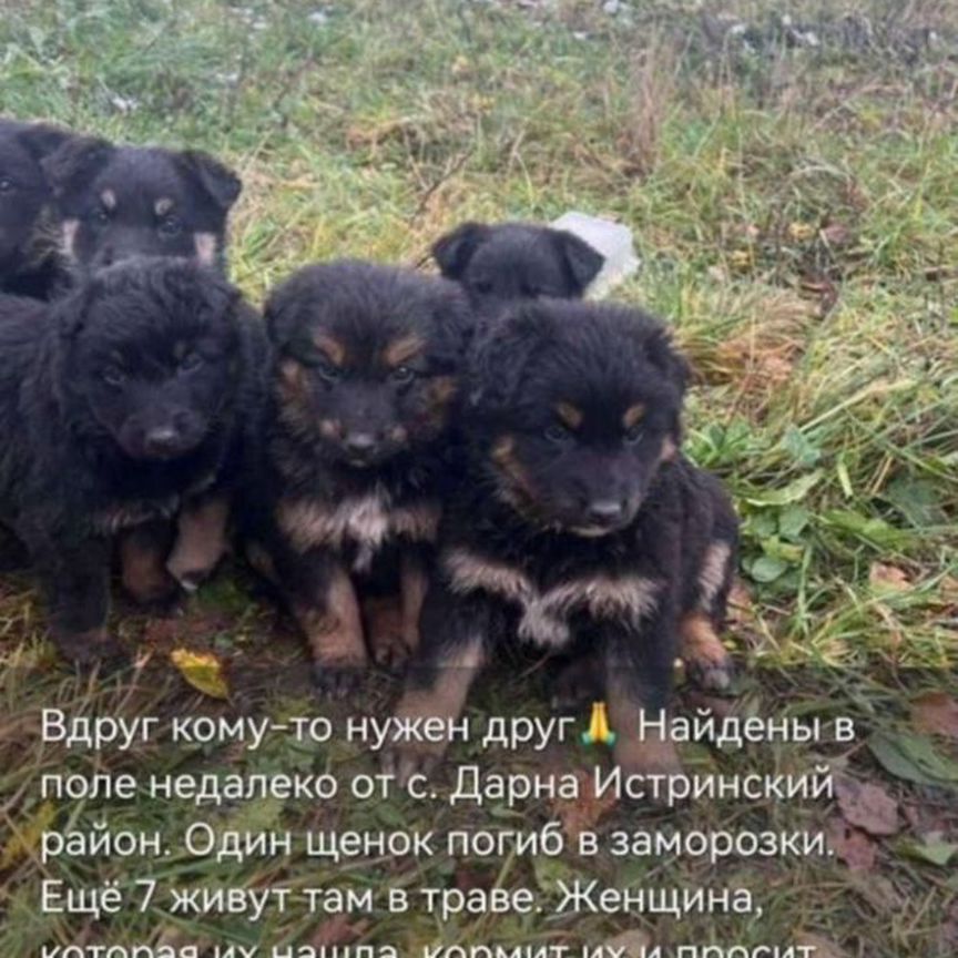 Щенки ищут хозяина