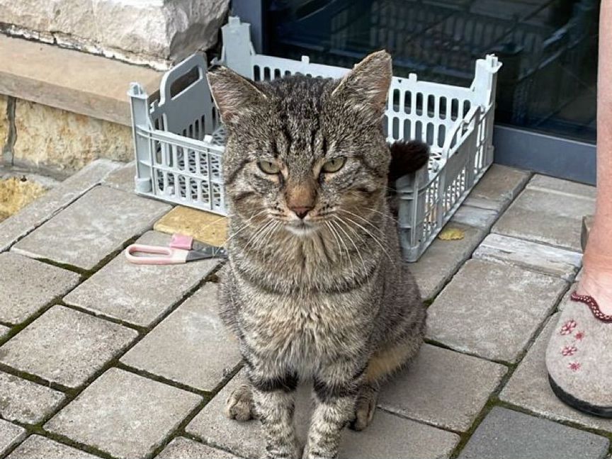 Кот в добрые руки