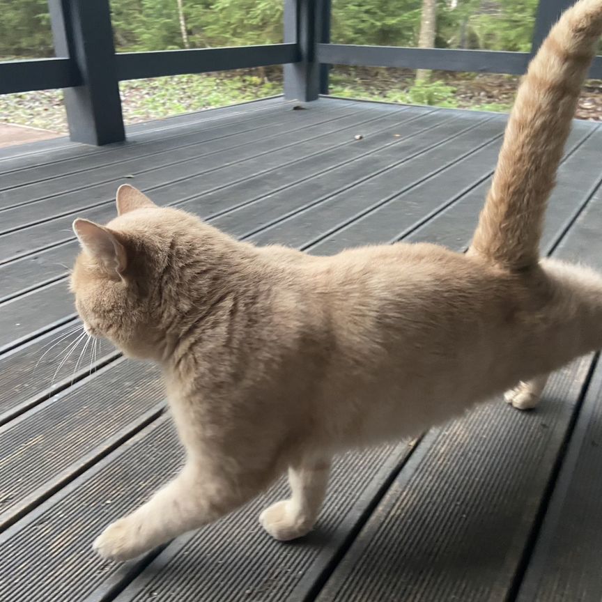 Хумус хочет домой