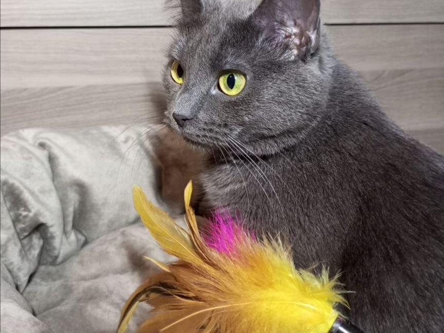 Русская голубая кошка, без лапки