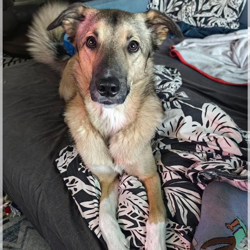 Взрослый пёс в добрые руки