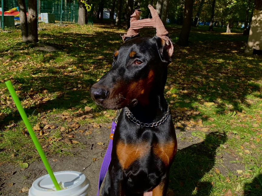 Щенки добермана