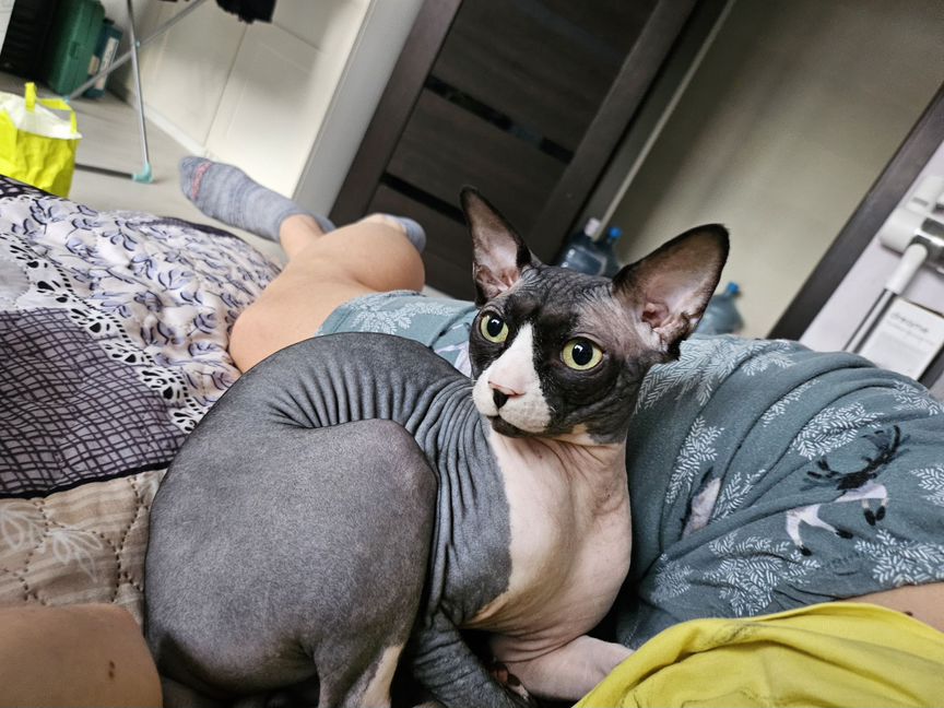 Котик ищет Невесту вязка