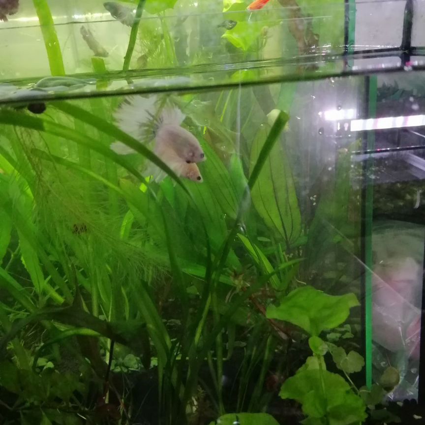 Пара петушков (петушок и курочка)