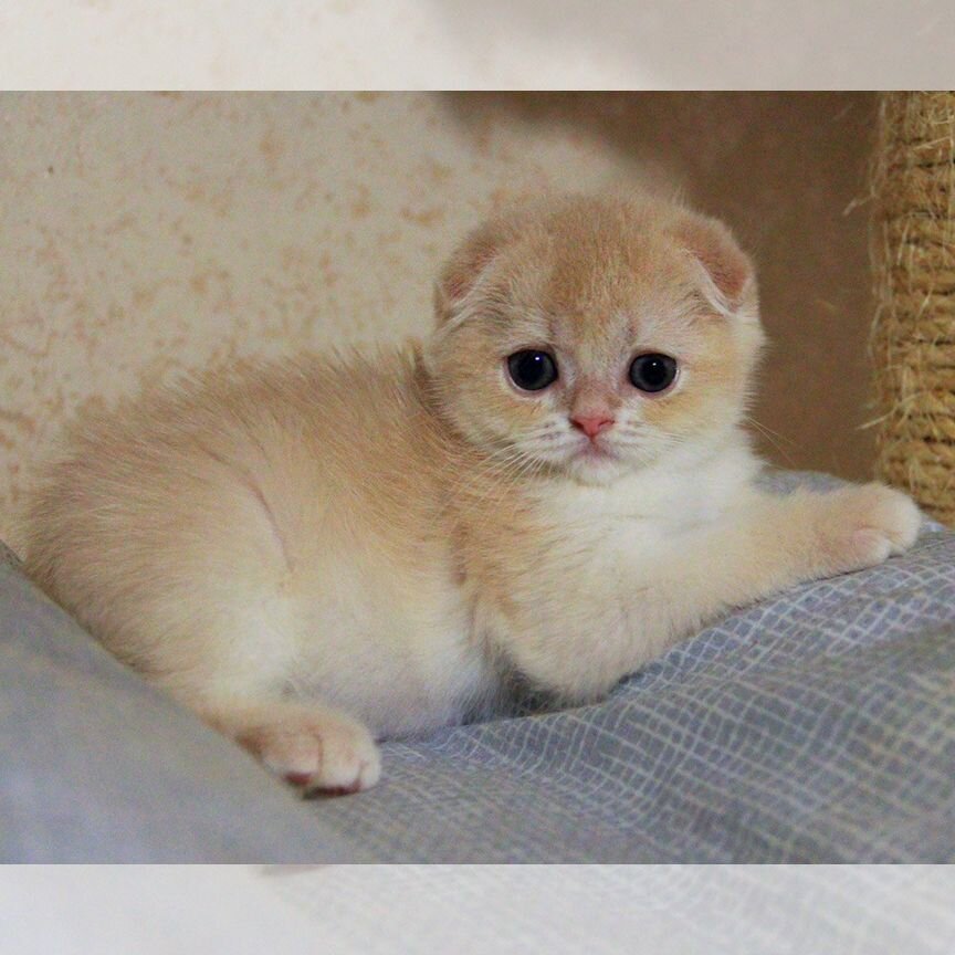 Кремовая золотистая шиншилла Зефирчик