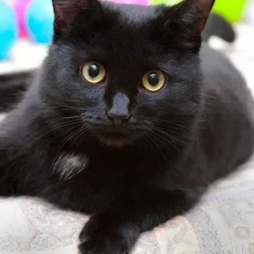 Шикарный кот