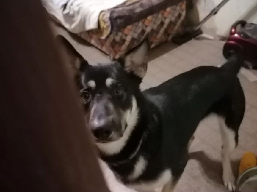 Щенок в добрые руки бесплатно