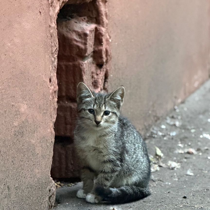 Котёнок в добрые руки